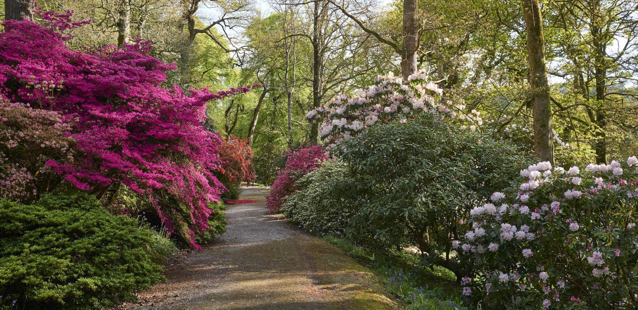 Open Gardens at Boconnoc | Boconnoc House & Estate