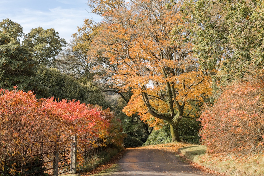 A Diary of Autumnal Days | Boconnoc House & Estate