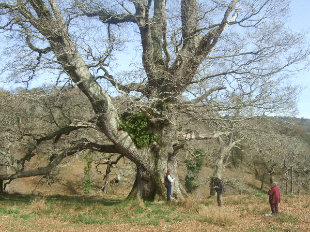 Boconnoc's Ancient Woodland | Boconnoc House & Estate